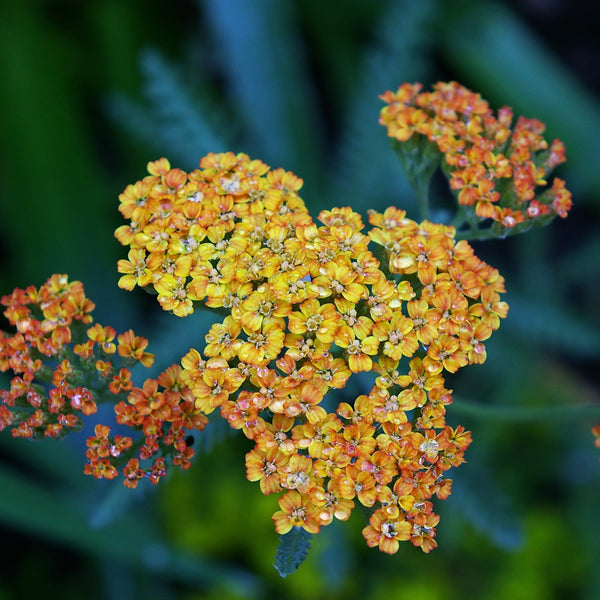Yarrow Growing Guide – HOSS