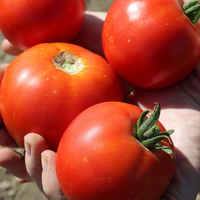 Celebrity Plus Hybrid Tomato F1 – HOSS