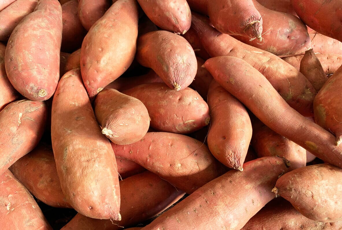 Georgia Jet Sweet Potato – HOSS