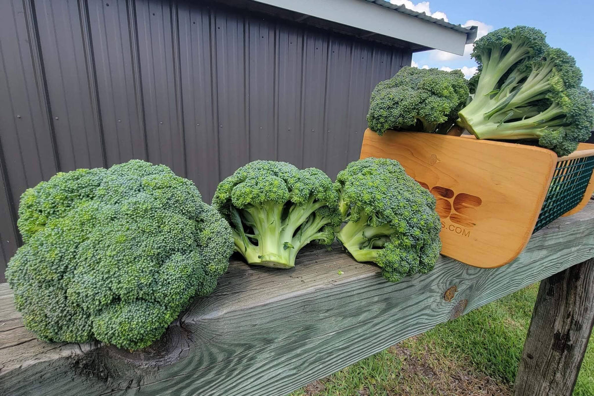 Godzilla Hybrid Broccoli F1 – HOSS