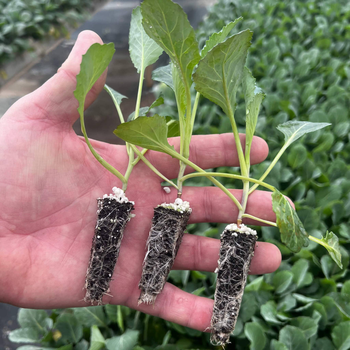 Stonehead Cabbage Plugs – HOSS