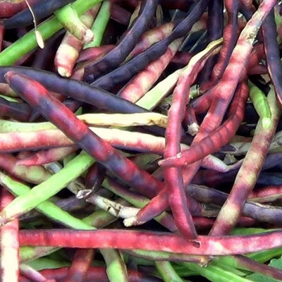 Cowpea Growing Guide – HOSS