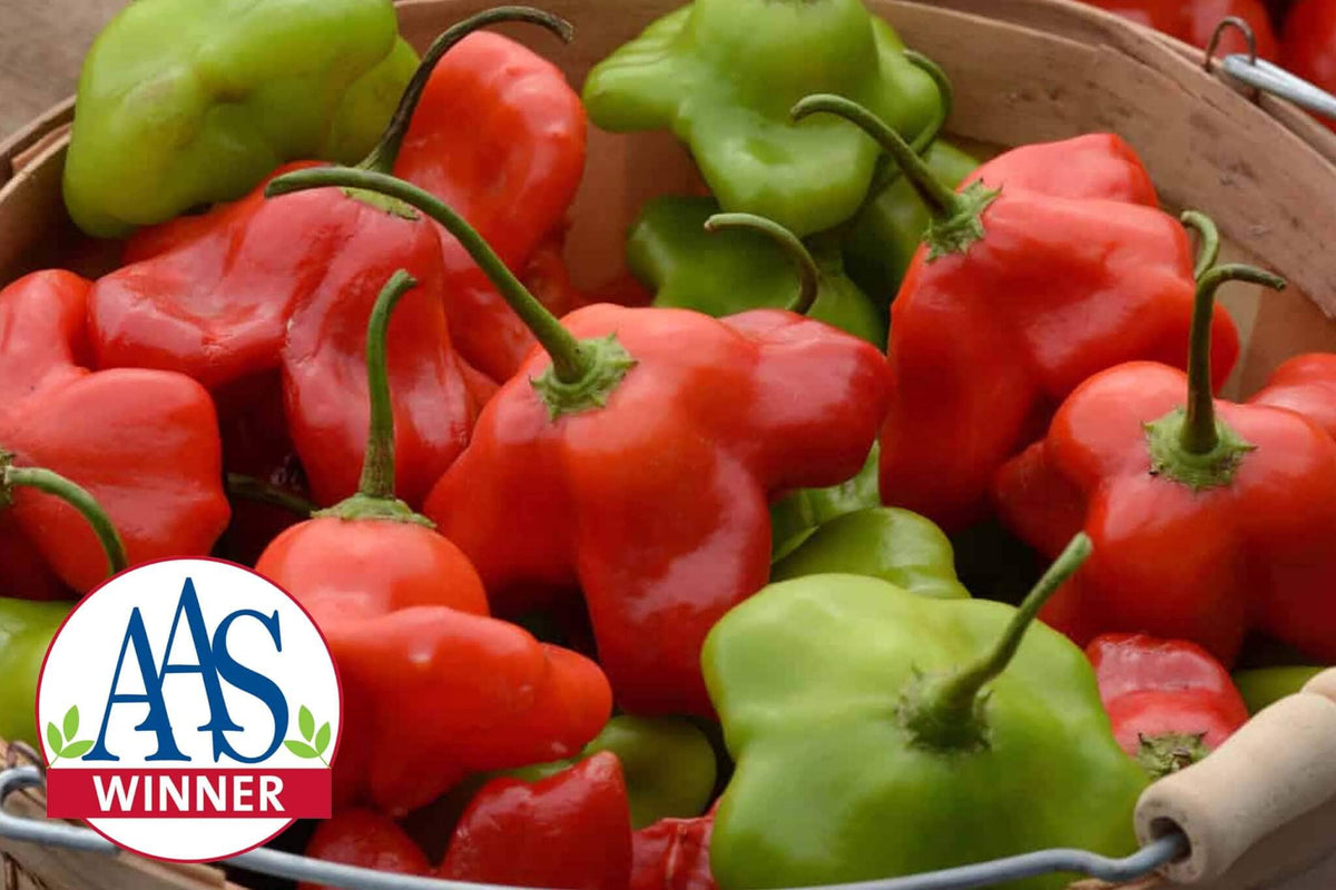 Mad Hatter Hybrid Pepper F1 – HOSS