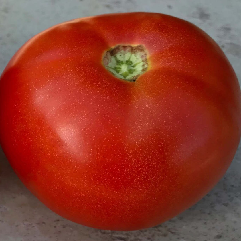 Red Snapper Hybrid Tomato F1 – HOSS