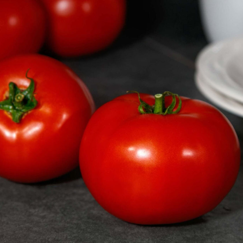 Red Snapper Hybrid Tomato F1 – HOSS