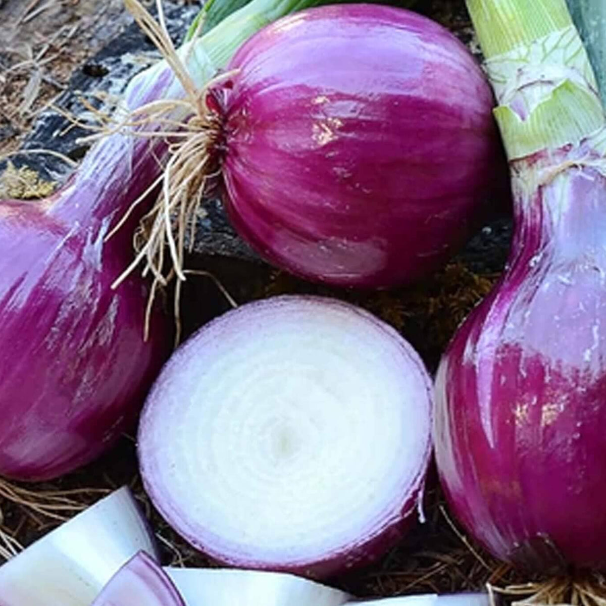 Ruby Red Onion – HOSS