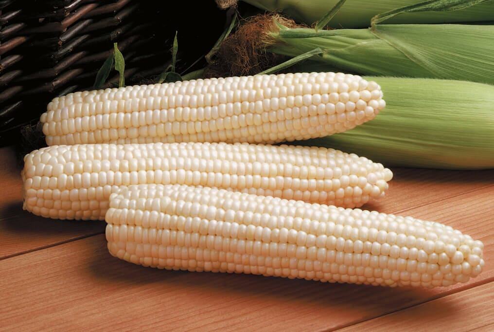 Avalon Hybrid Sweet Corn F1 – HOSS