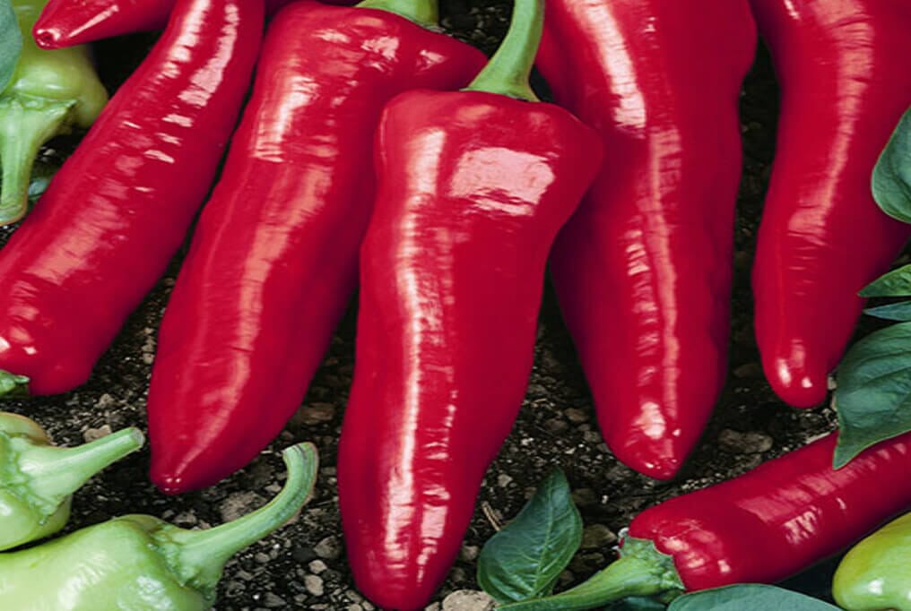 Big Jim Pepper – HOSS