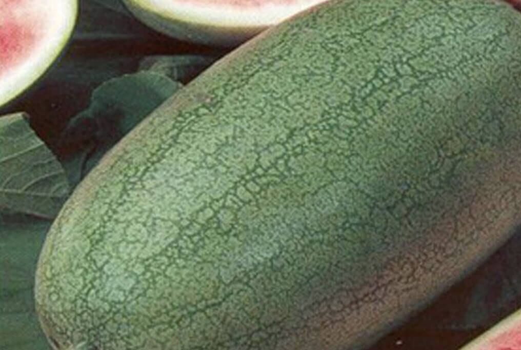 Charleston Gray Watermelon | Sweet and Juicy | GrowHoss – HOSS