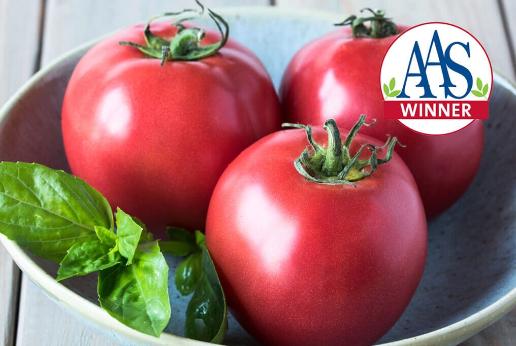 Chef's Choice Pink Hybrid Tomato F1 – HOSS