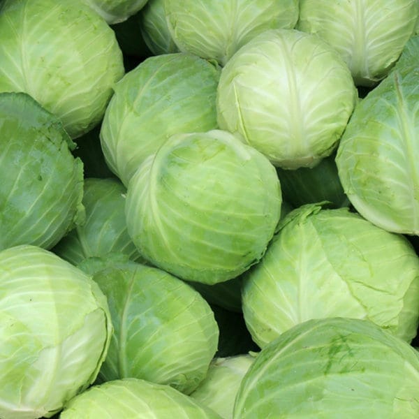 Early Round Dutch Cabbage – HOSS