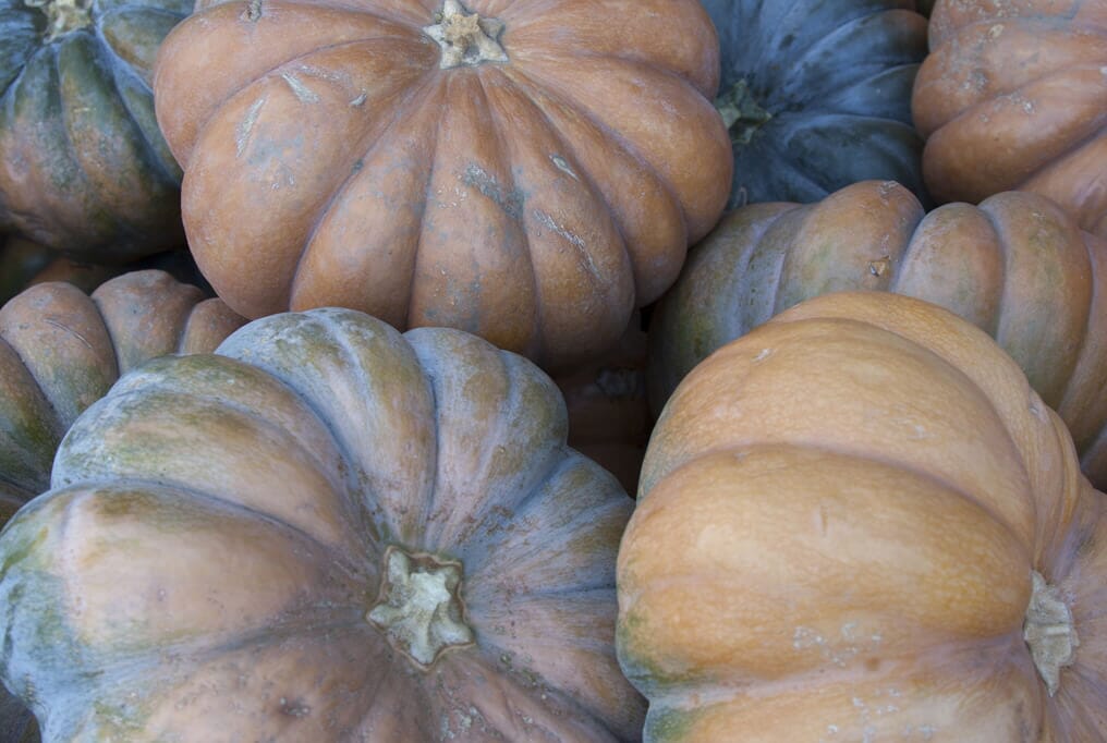 Fairytale Pumpkin – HOSS