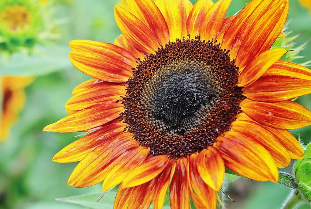 Firecracker Sunflower – HOSS