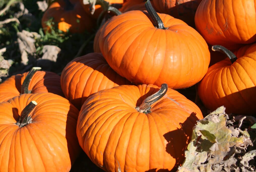 Flatso Hybrid Pumpkin F1 – HOSS