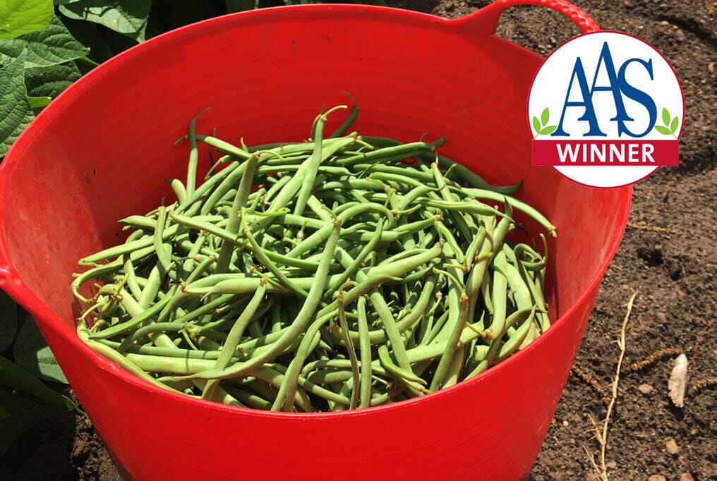 Green Crop Bush Bean – HOSS