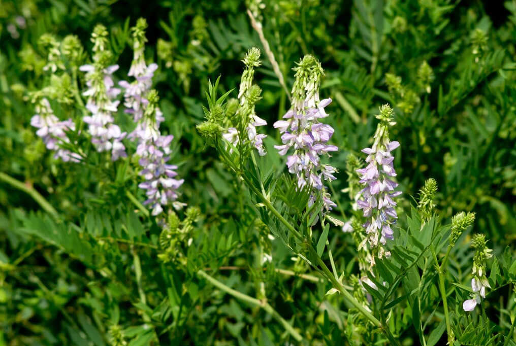 Hairy Vetch – HOSS