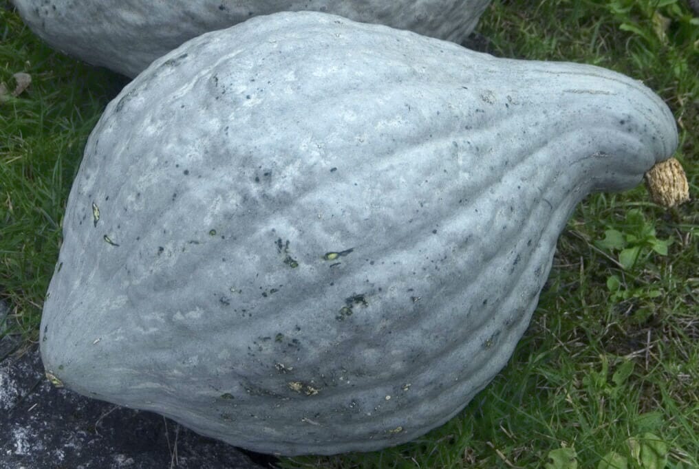 Heavenly Hubbard Squash – HOSS