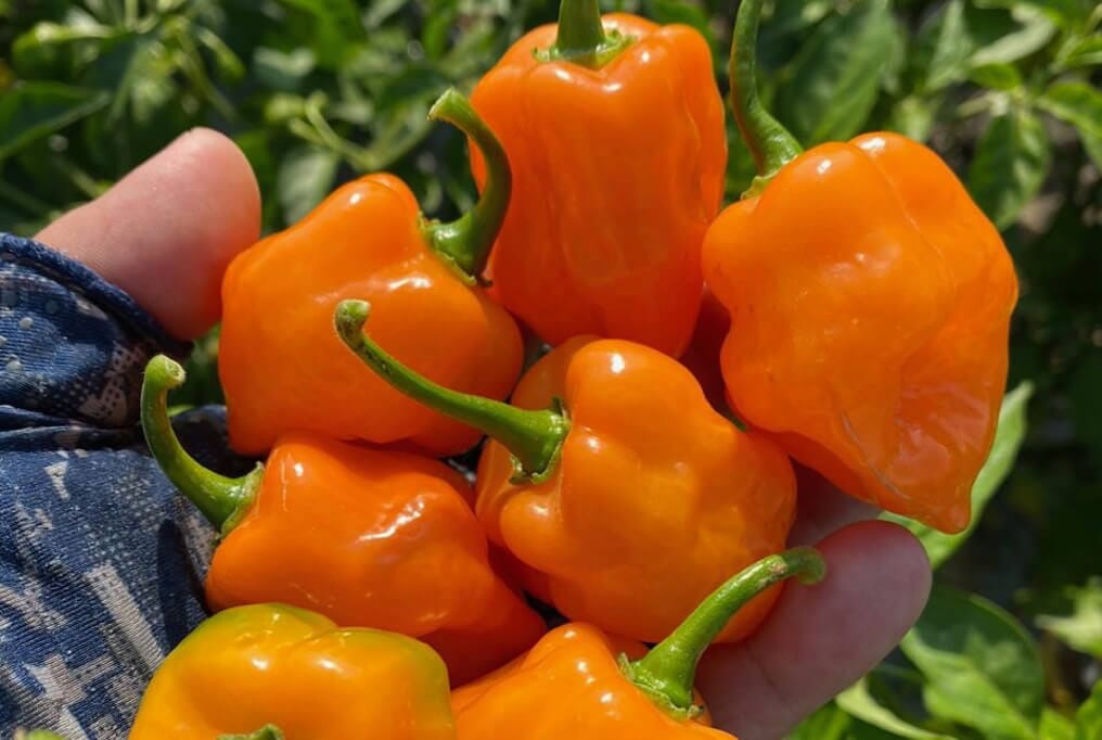 Helios Hybrid Habanero Pepper F1 – HOSS