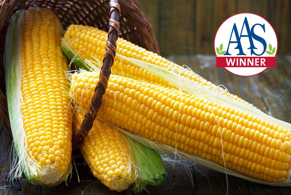Honey Select Sweet Corn | Yummy and tasty | GrowHoss – HOSS
