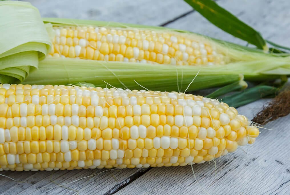 Obsession Hybrid Sweet Corn F1 – HOSS