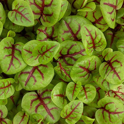 Bella Rosa Tomato | Rich and real Flavor | GrowHoss – HOSS