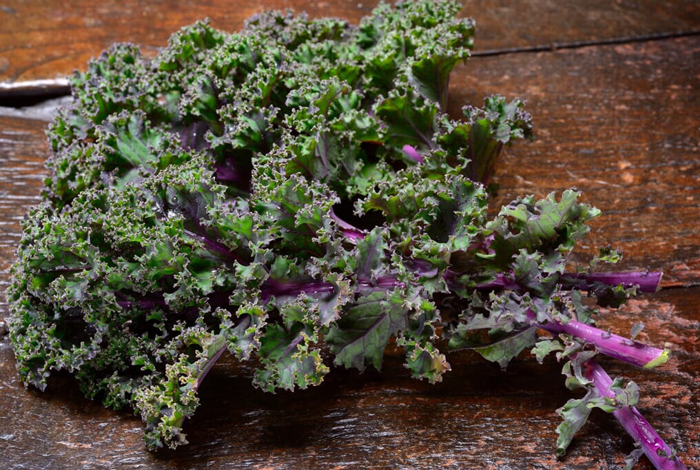Red Russian Kale – HOSS