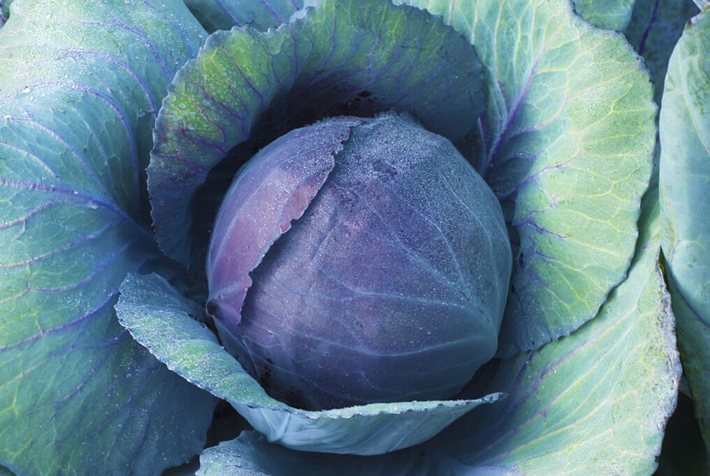 Rio Grande Red Cabbage – HOSS
