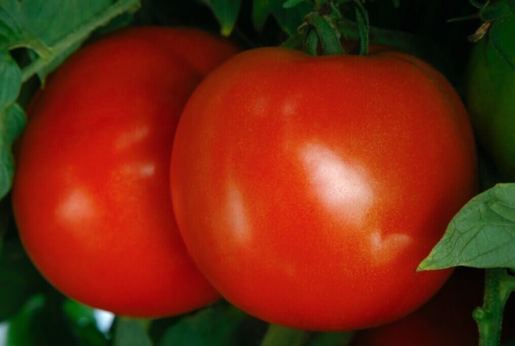 Roadster Hybrid Tomato F1 – HOSS