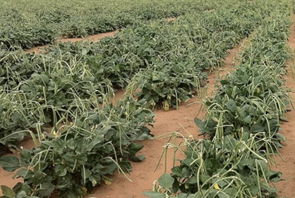 Sa Dandy Cream Pea – HOSS