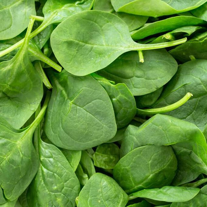 Sun Angel Hybrid Spinach F1 – HOSS