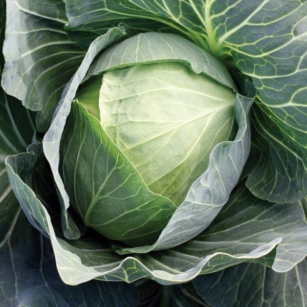Superstar Hybrid Cabbage F1 – HOSS