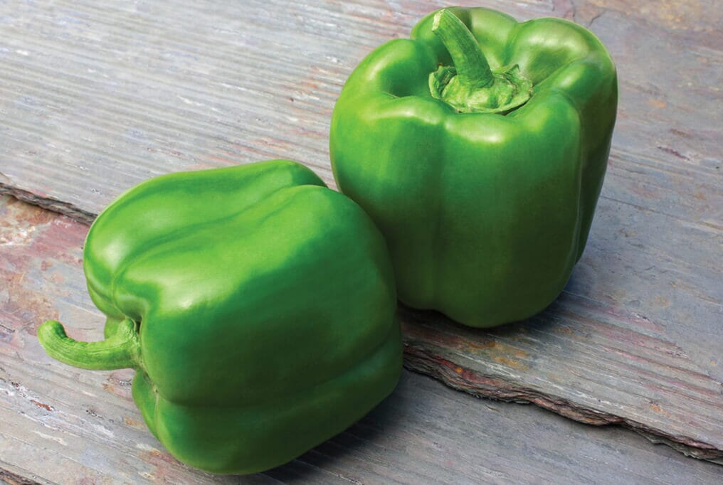 Touchdown Hybrid Bell Pepper F1 – HOSS